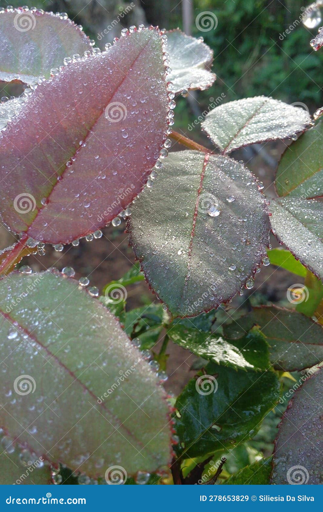 Green Leaves of Roses with Water Drops after Rain. Stock Image - Image ...