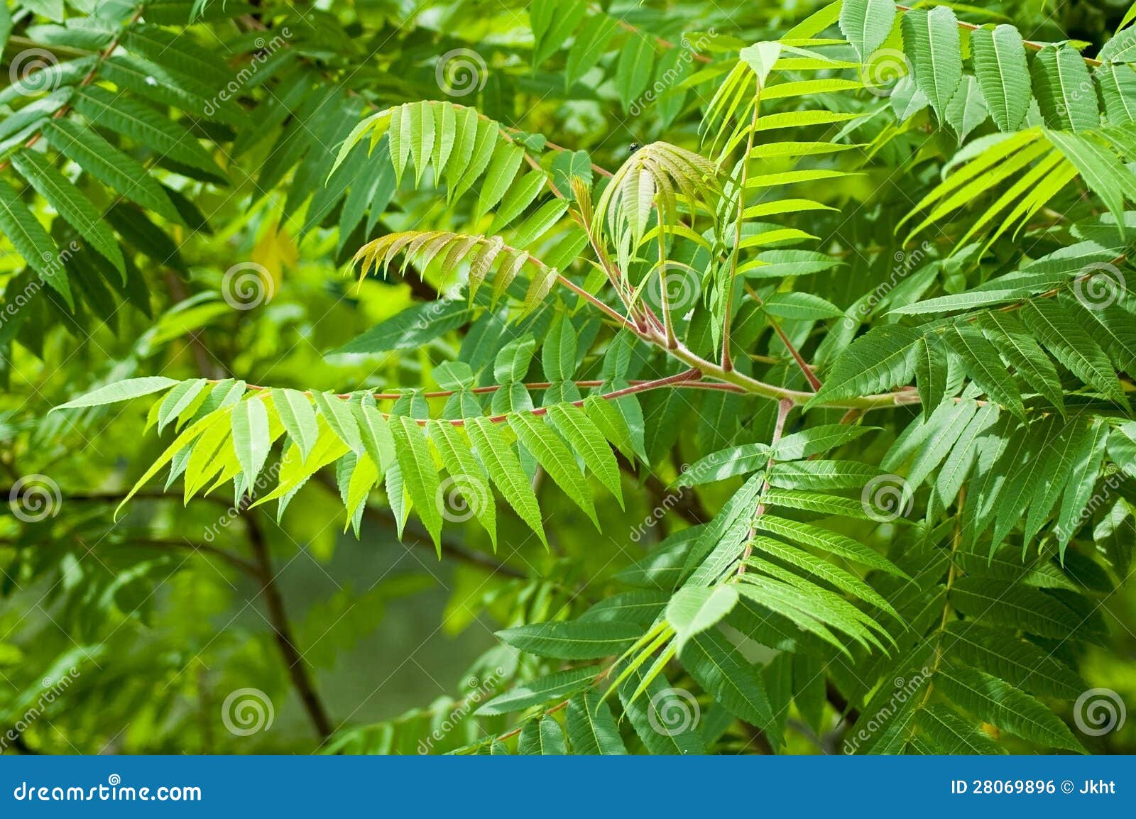 Green leaves of rowan stock photo. Image of green, botanical - 28069896