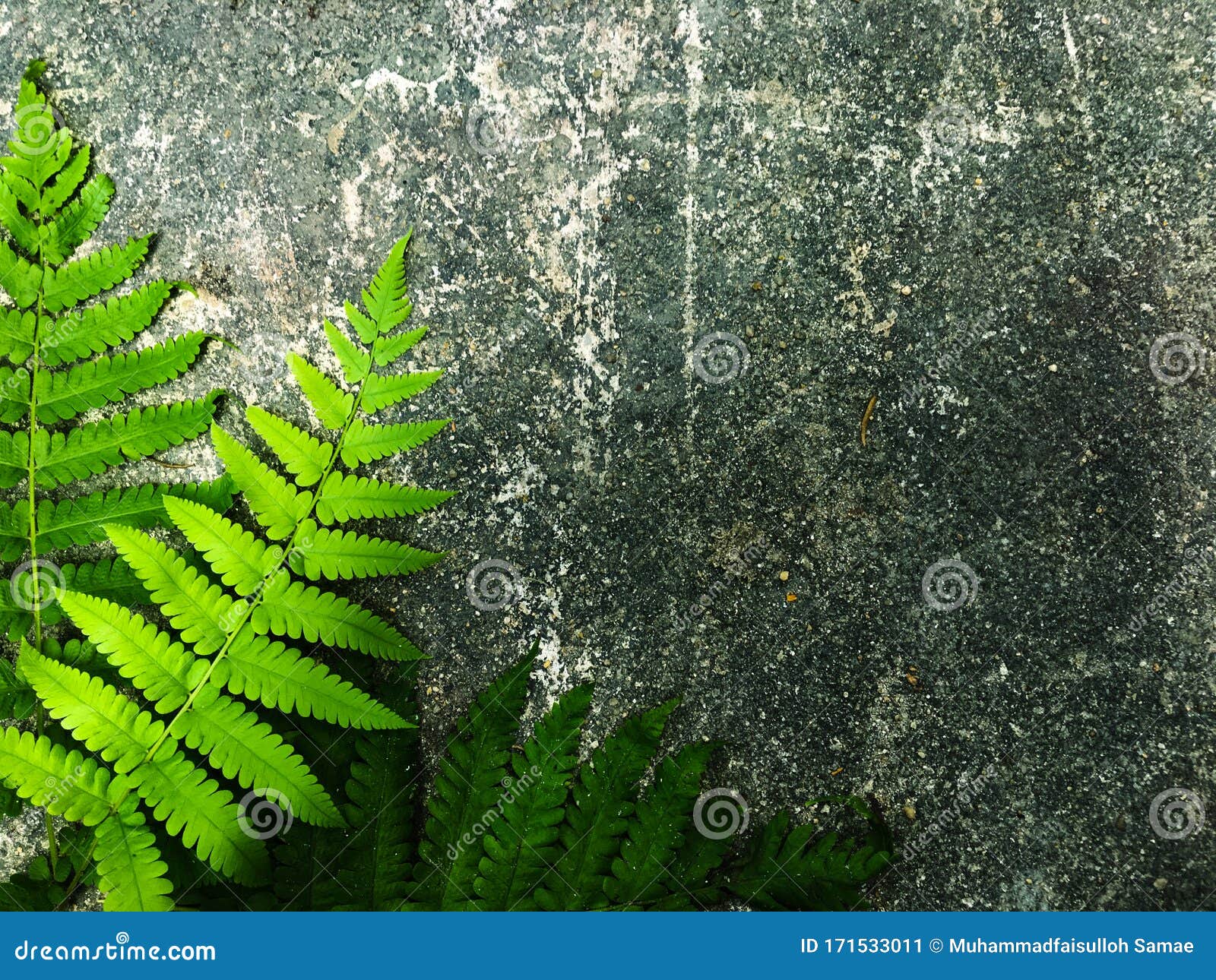 Green Leaves on Rustic Wall Background. Flat Lay for Design Stock Image ...