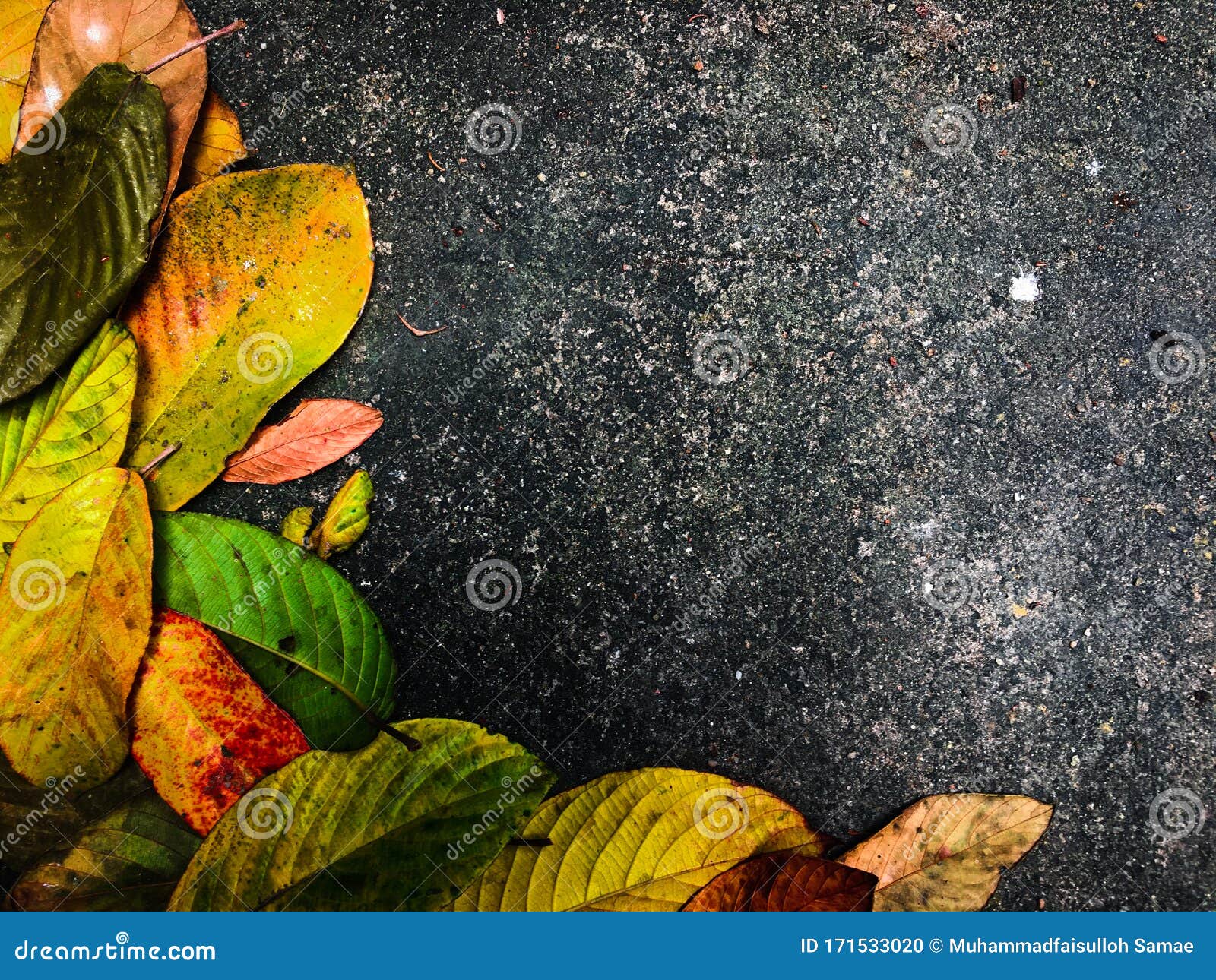 Green Leaves on Rustic Wall Background. Flat Lay for Design Stock Photo ...