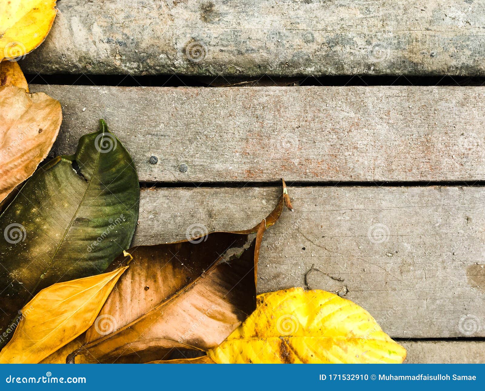 Green Leaves on Rustic Wooden Background. Flat Lay for Design Stock ...