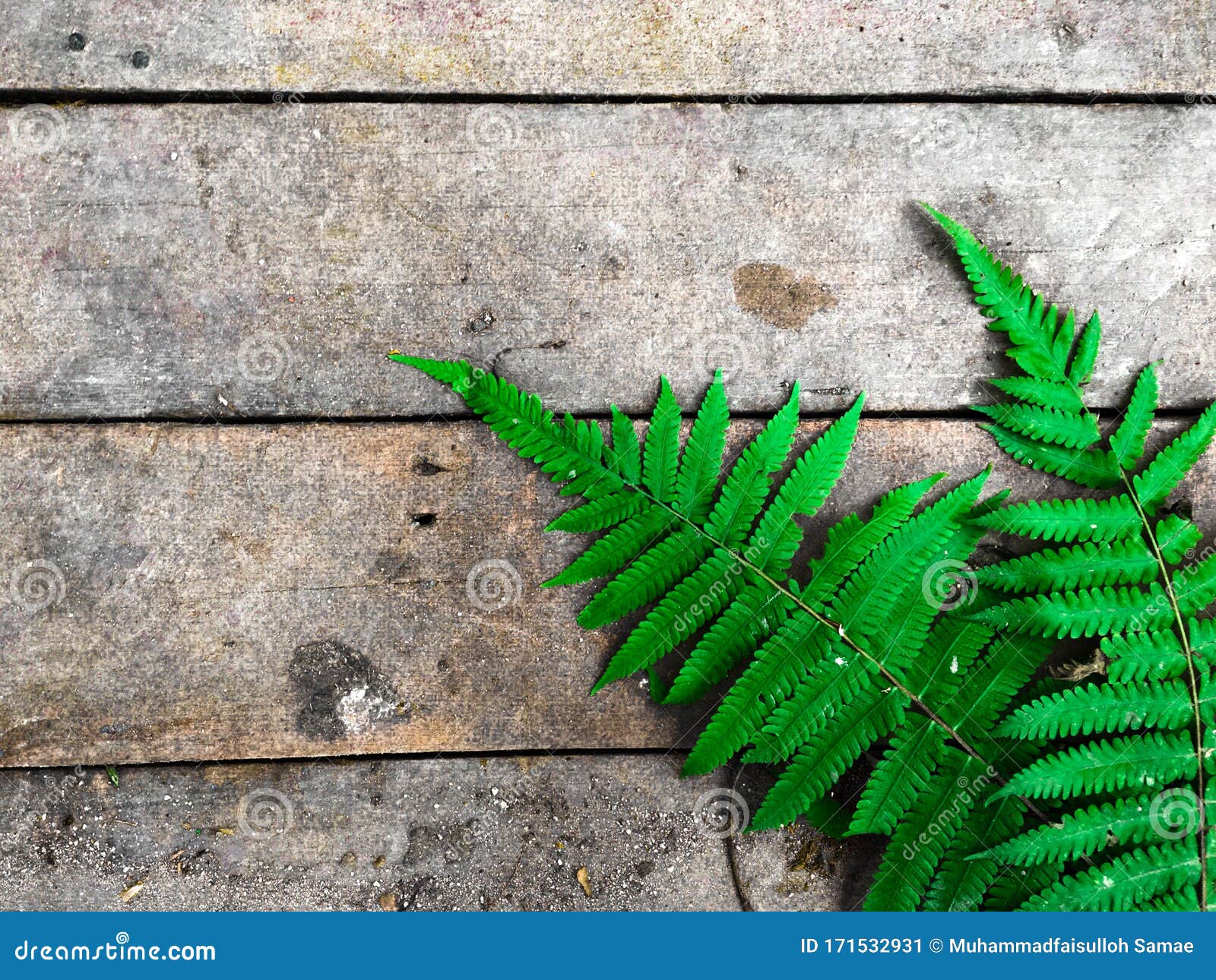 Green Leaves on Rustic Wooden Background. Flat Lay for Design Stock ...