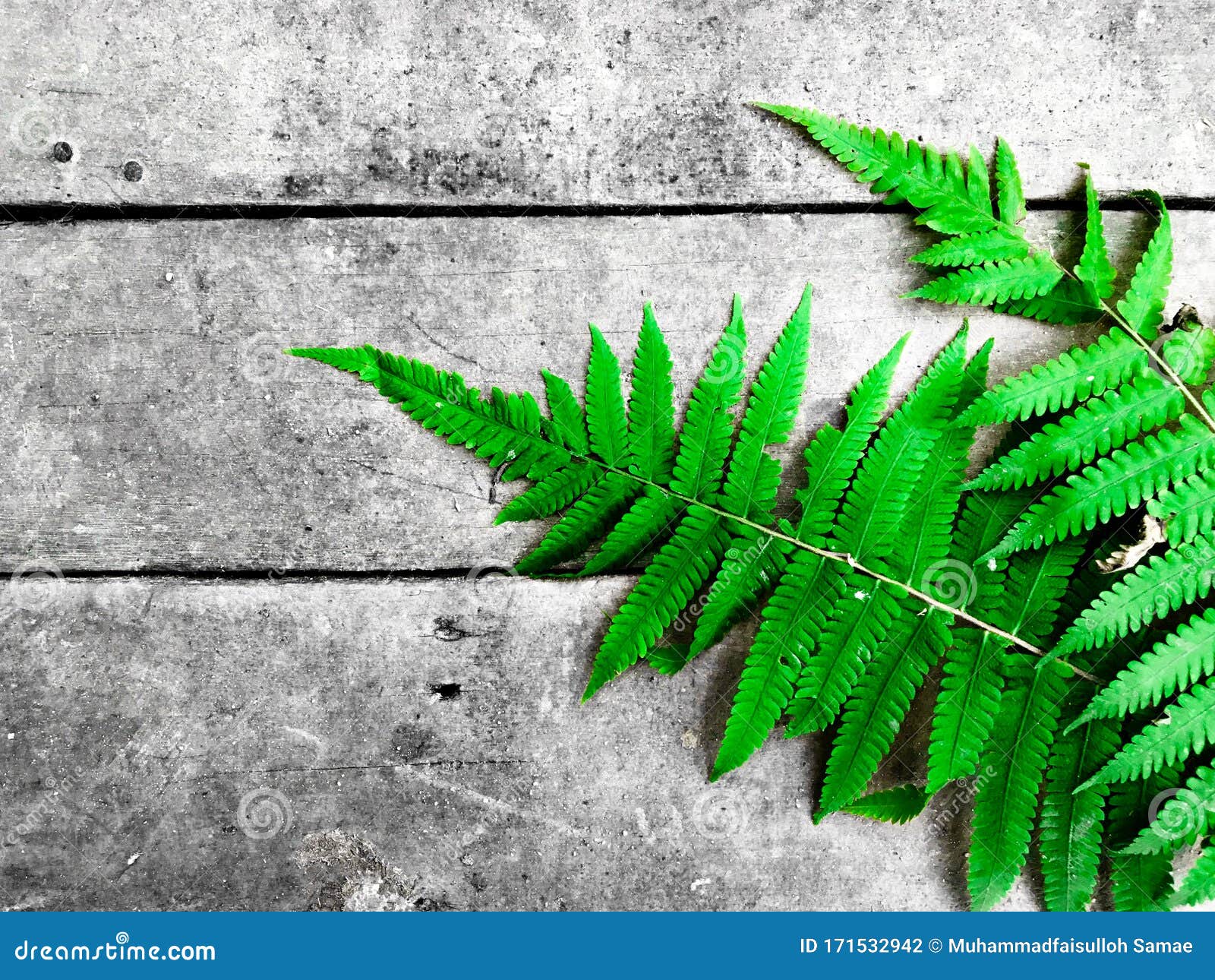 Green Leaves on Rustic Wooden Background. Flat Lay for Design Stock ...