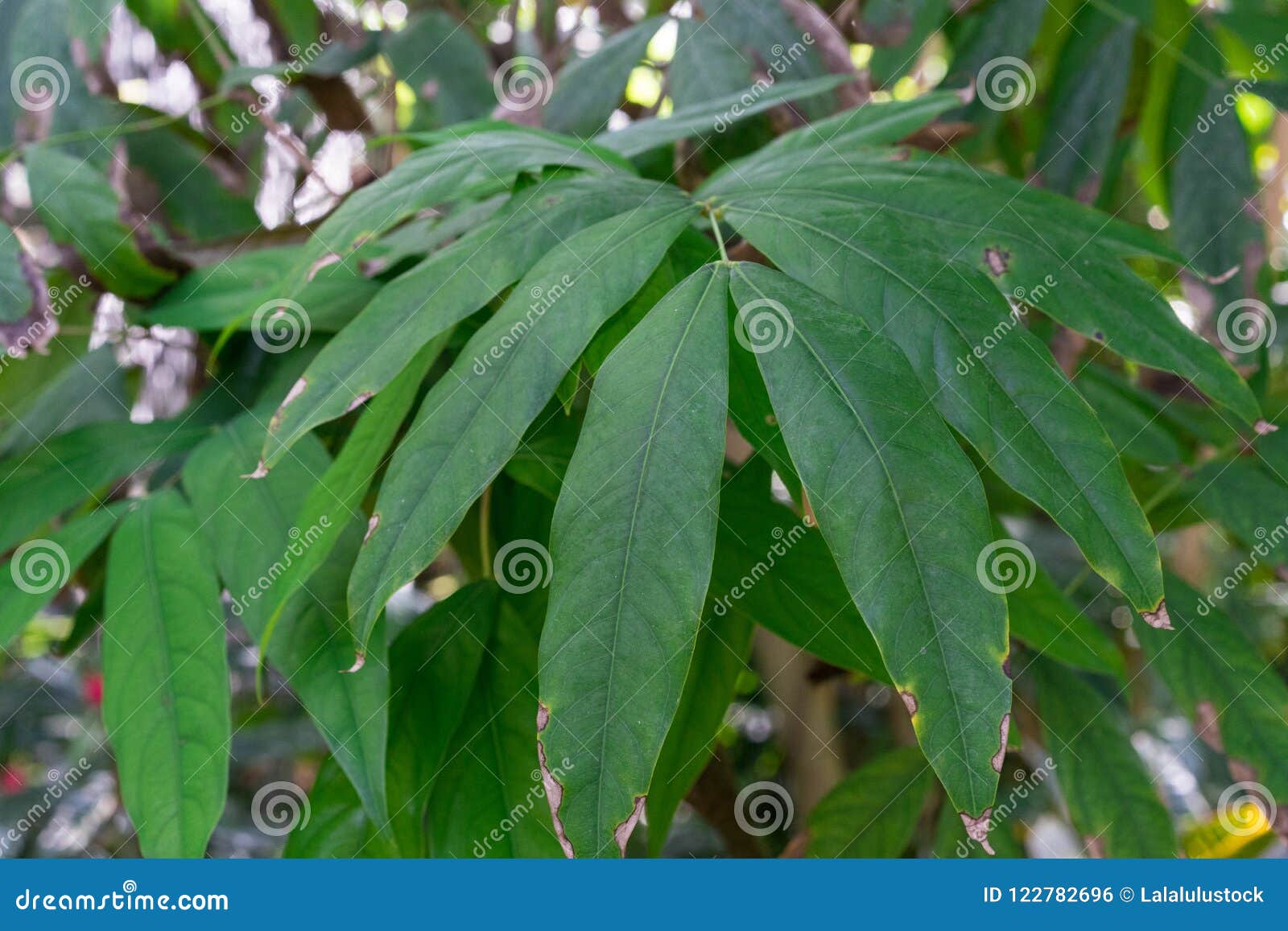 Green Leaves of Saraca Declinata Fabaceae Tree Stock Photo - Image of ...