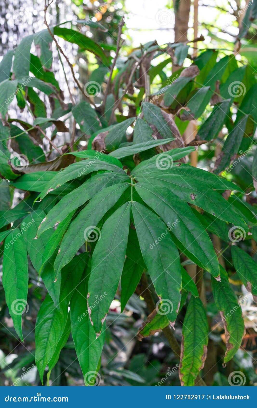 Green Leaves of Saraca Declinata Fabaceae Tree Stock Image - Image of ...