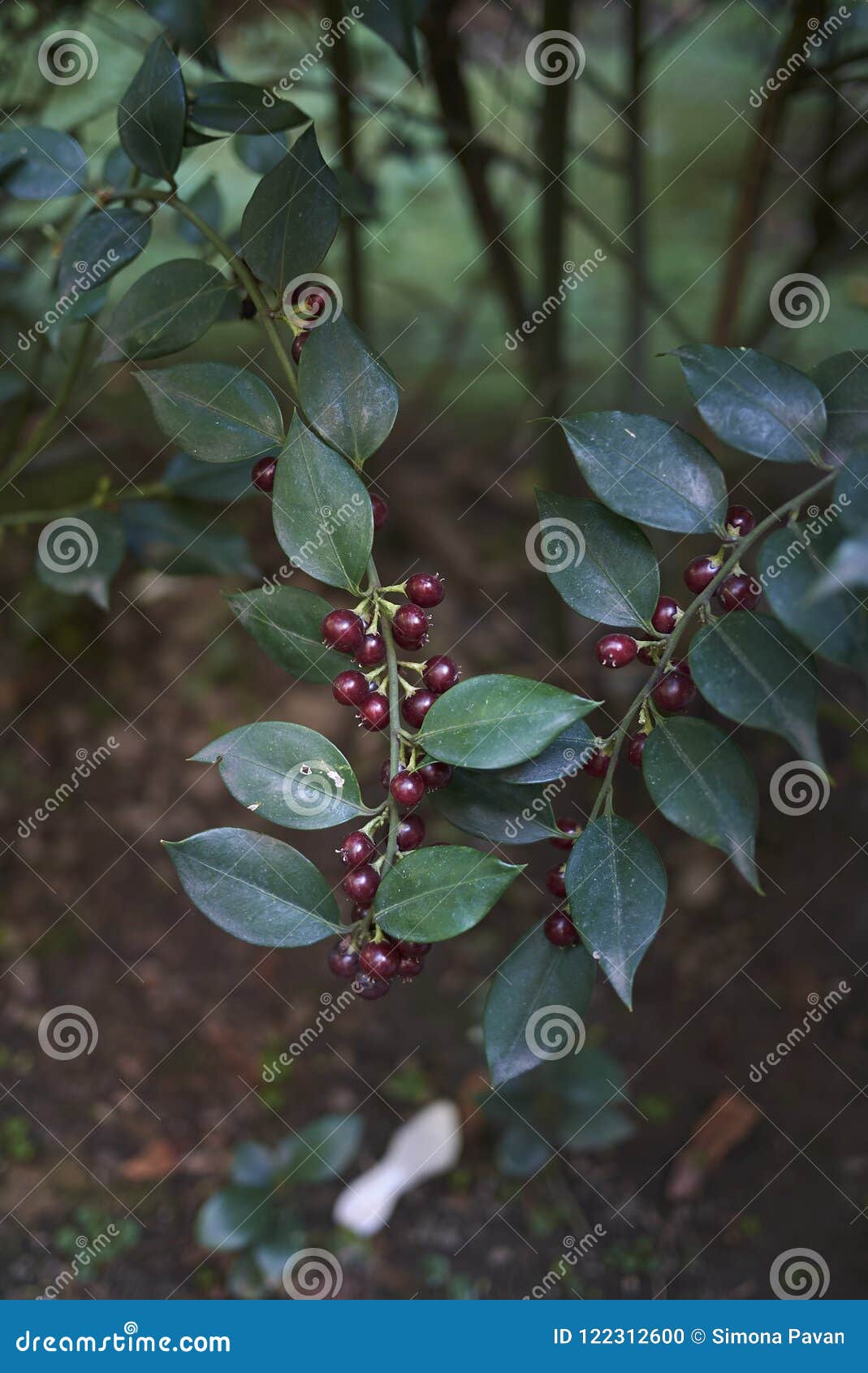 Ruscifolia Photos - Free & Royalty-Free Stock Photos from Dreamstime
