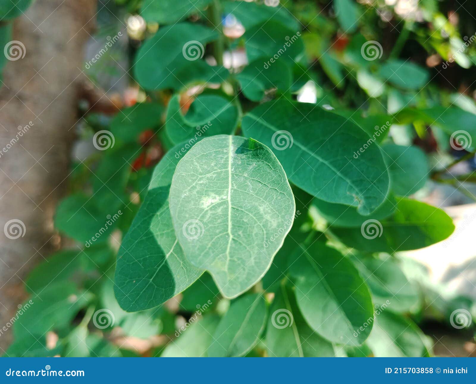 Green Leaves of Sauropus Adrogynus Plant Stock Photo - Image of produce ...