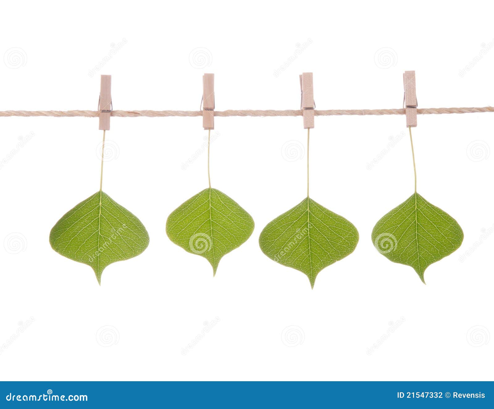 Green Leaves Series Hang on Rope Stock Photo - Image of nature, element ...