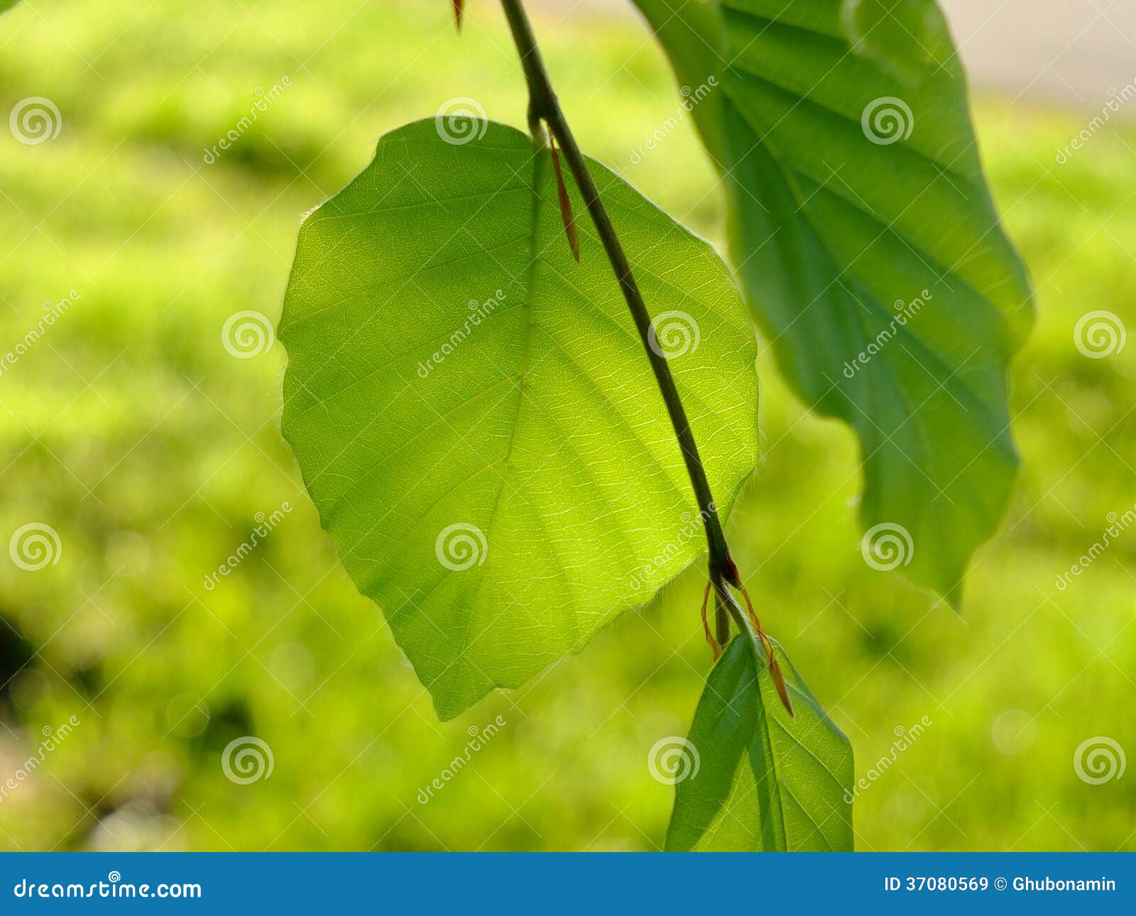 Green Leaves, Shallow Focus Stock Image - Image of leaves, color: 37080569