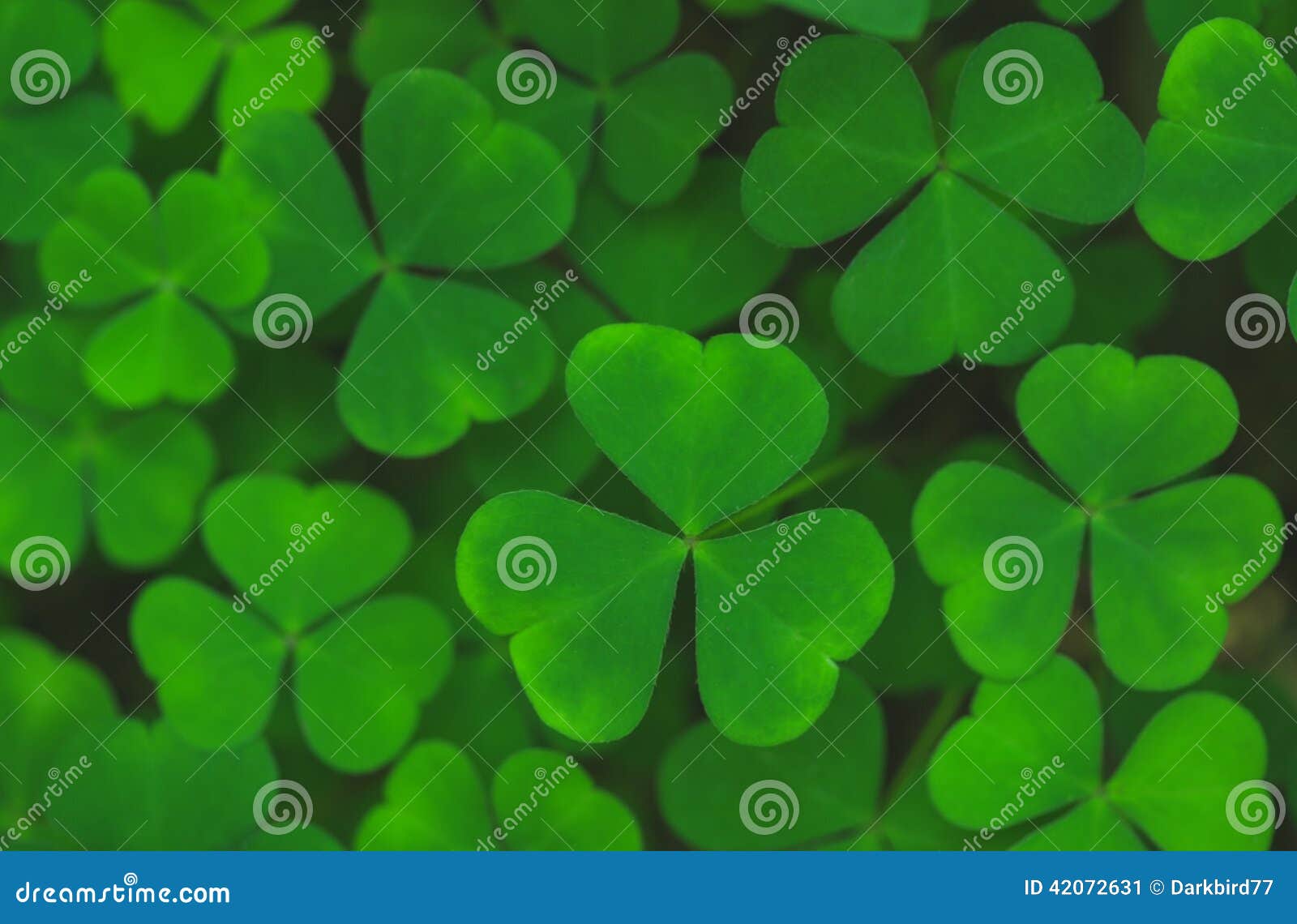Green Leaves of Shamrock Background Stock Image - Image of design ...