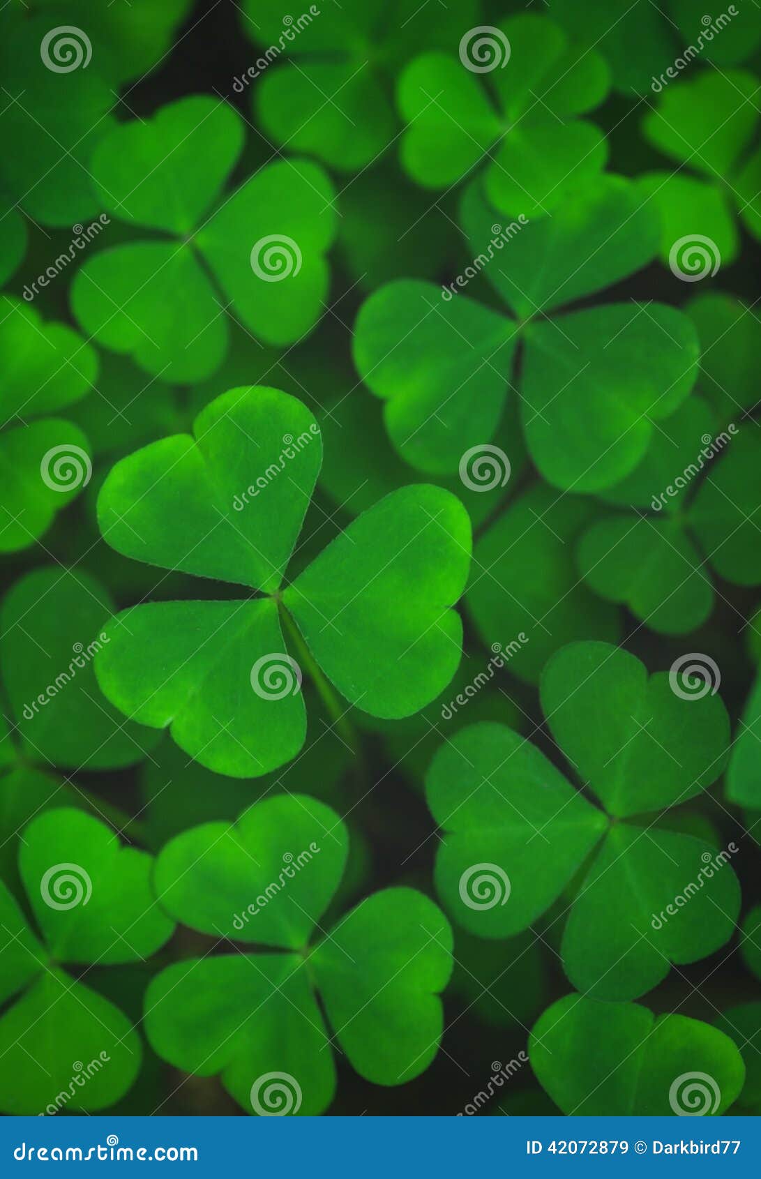 Green Leaves of Shamrock Background Stock Image - Image of fresh, leaf ...