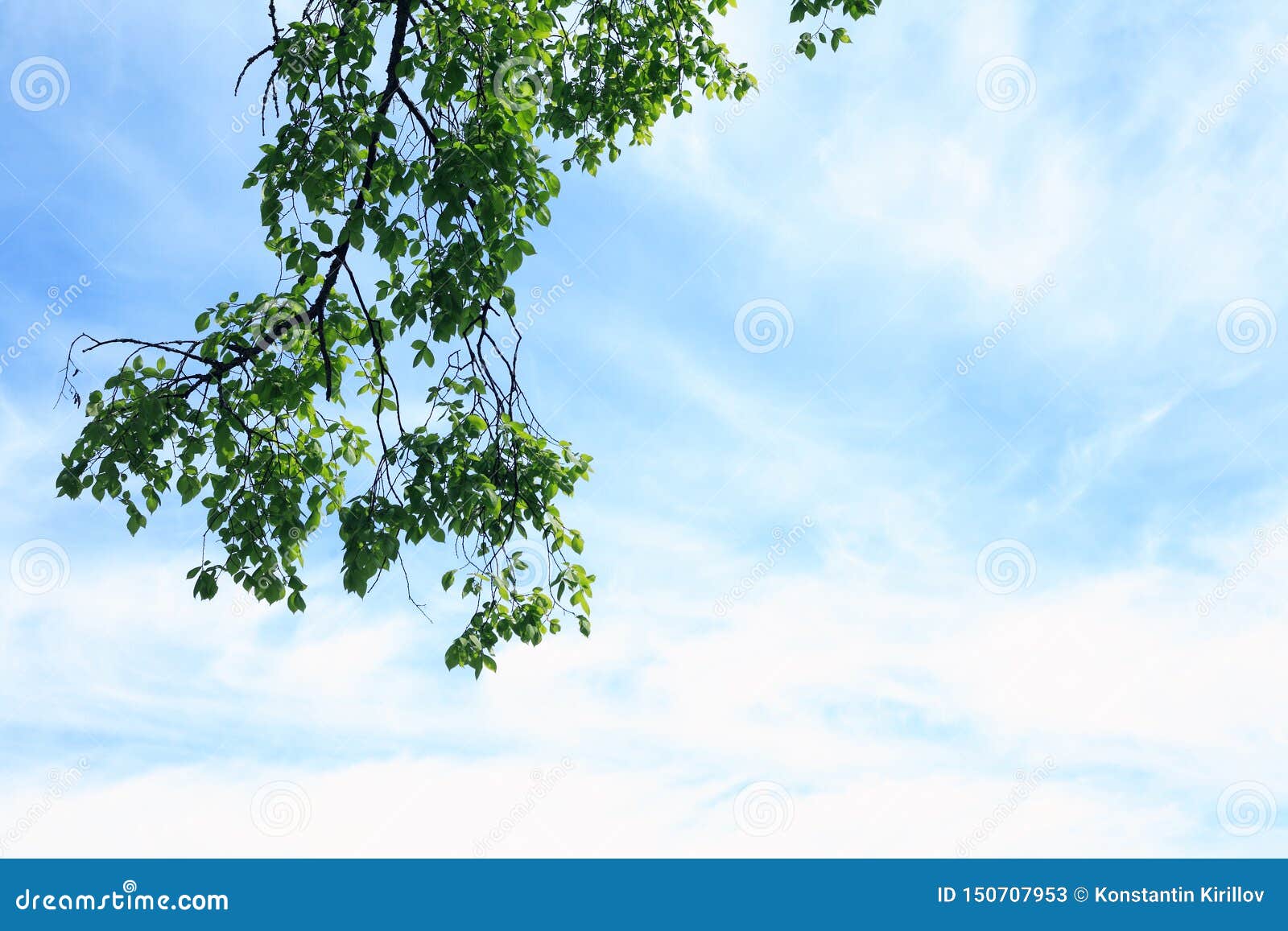 Green Leaves in Sky stock image. Image of sunlight, oxygen - 150707953