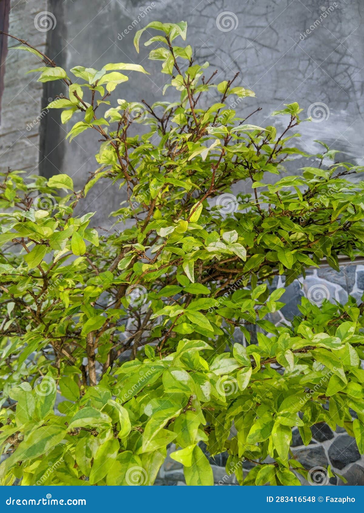 Green Leaves Slightly White, Looks Natural Stock Photo - Image of ...