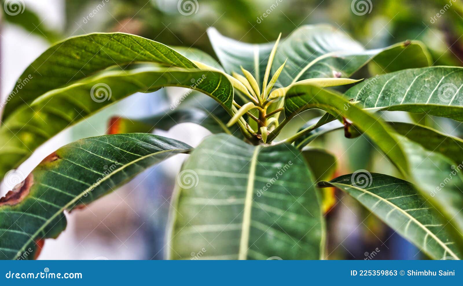 Green Leaves of a Small Mango Plant in Close Up with Sunlight Falling ...