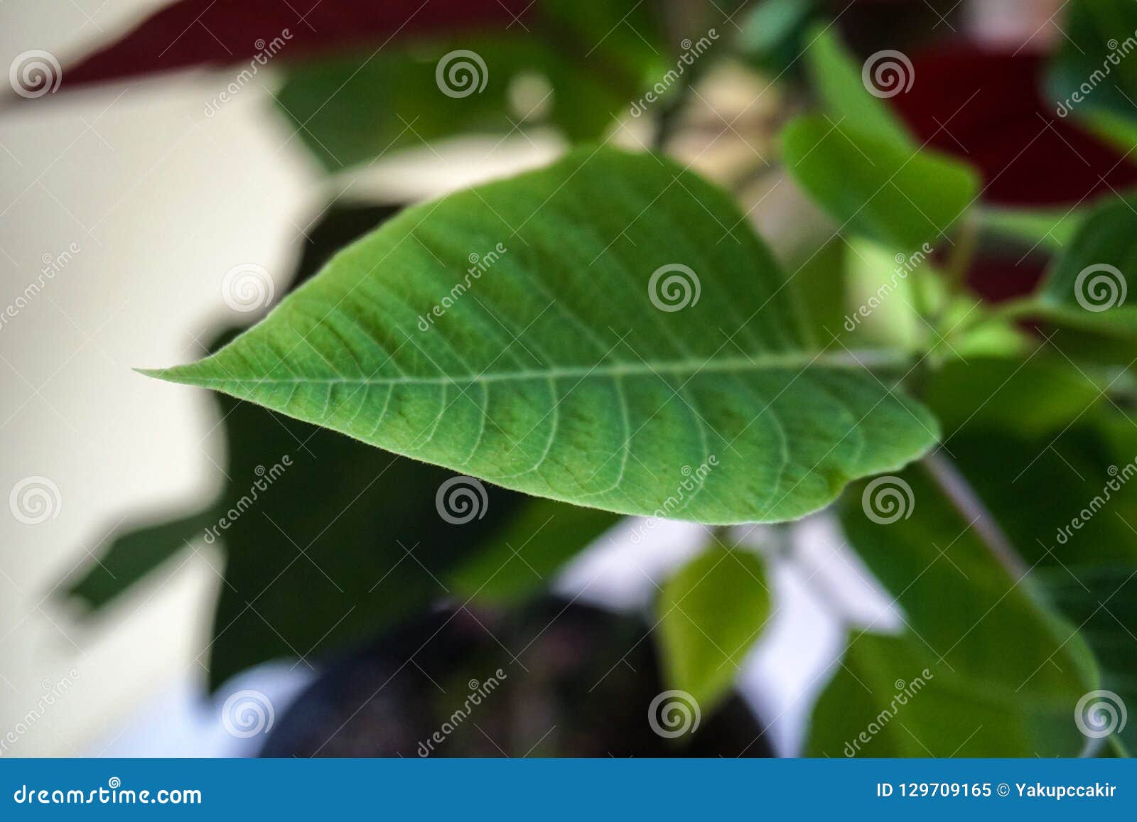 Green Leaves Focused Closeup Stock Image - Image of flora, foliage ...