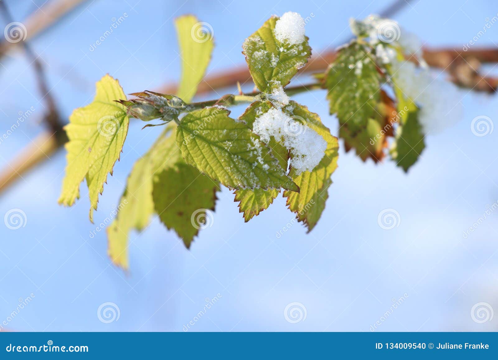 Green Leaves with a Bud with Snow Stock Photo - Image of outdoor ...