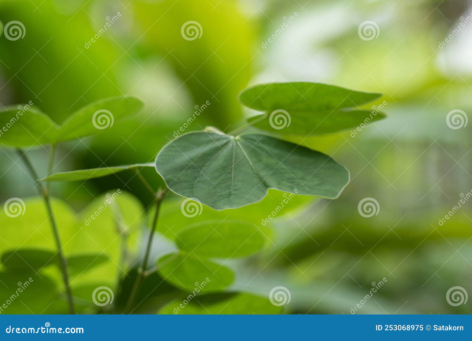 Green Leaves of Snowy Orchid Tree and Green Background Stock Image ...