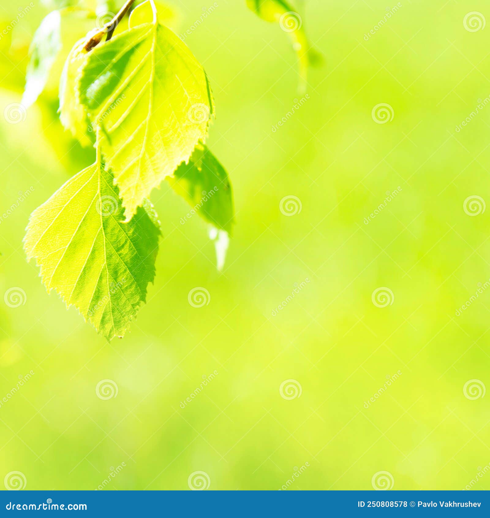 Green Leaves on Soft Grass Background Stock Photo - Image of background ...