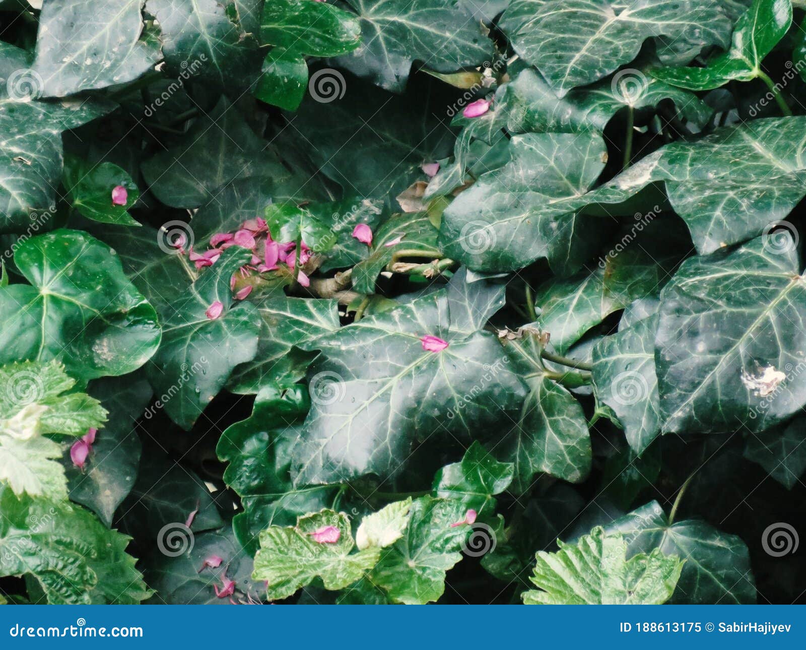 Green Leaves Spotted in the Garden with Tiny Petals of Eastern Redbus ...