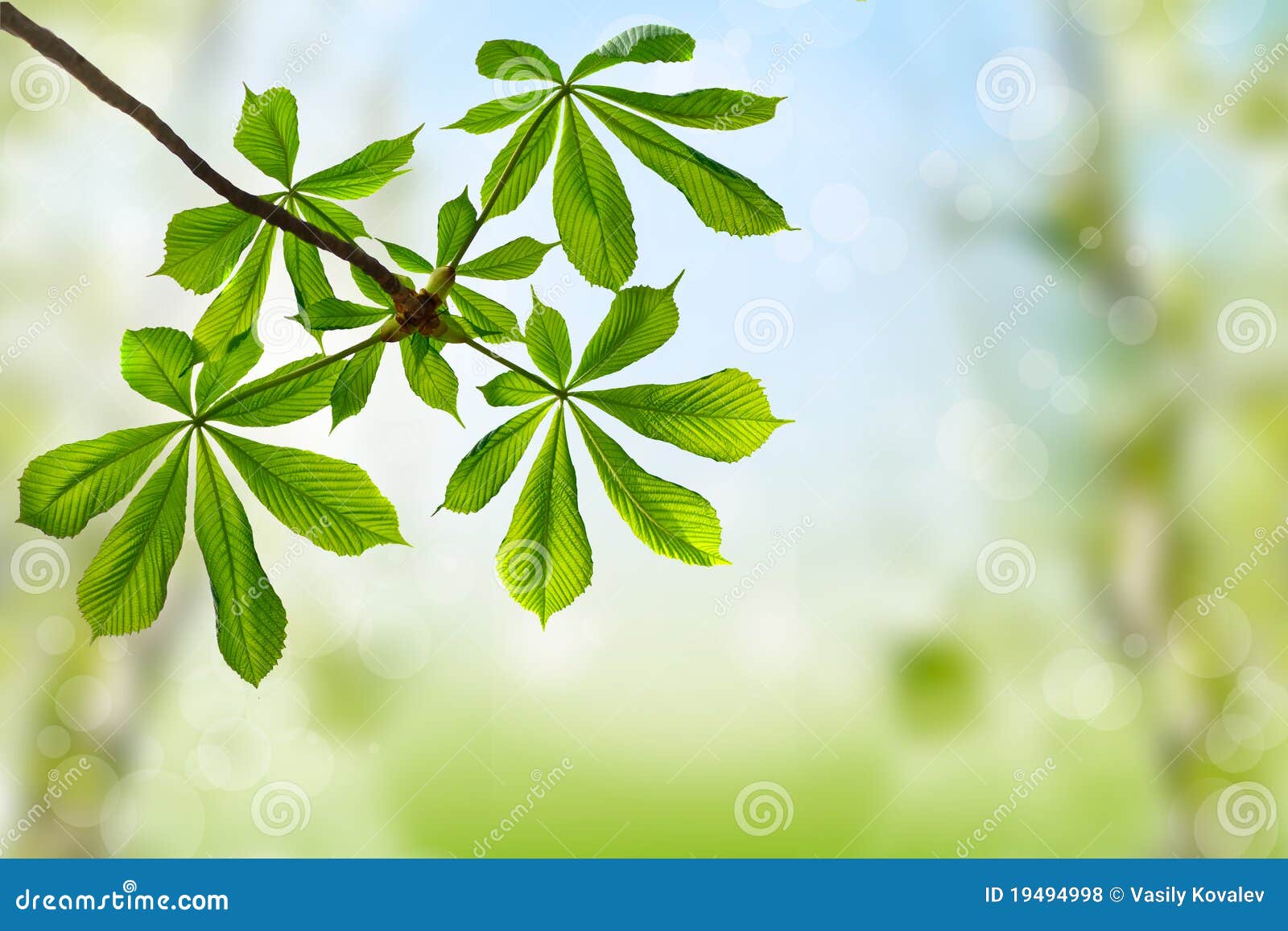 Green Leaves on Spring Background Stock Photo - Image of texture, grow ...