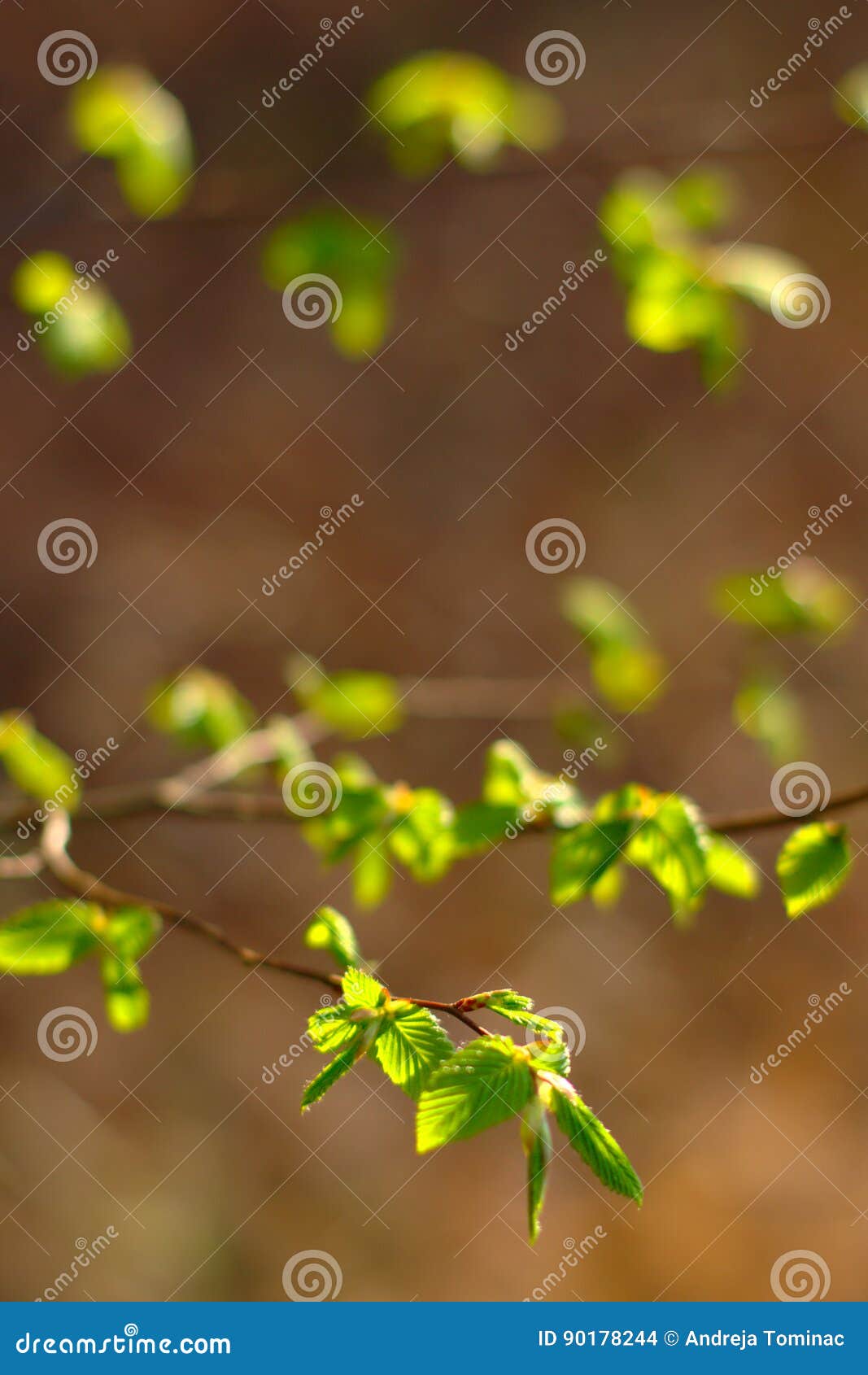 Green Leaves in Spring stock photo. Image of wood, forest - 90178244