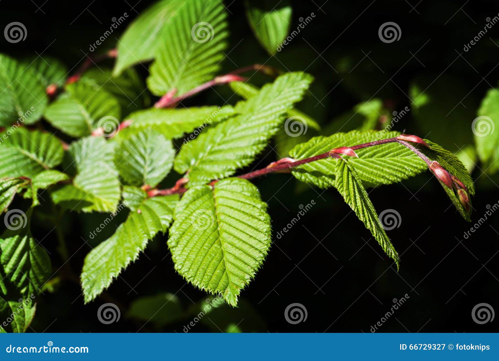Green leaves, spring stock image. Image of hazel, green - 66729327