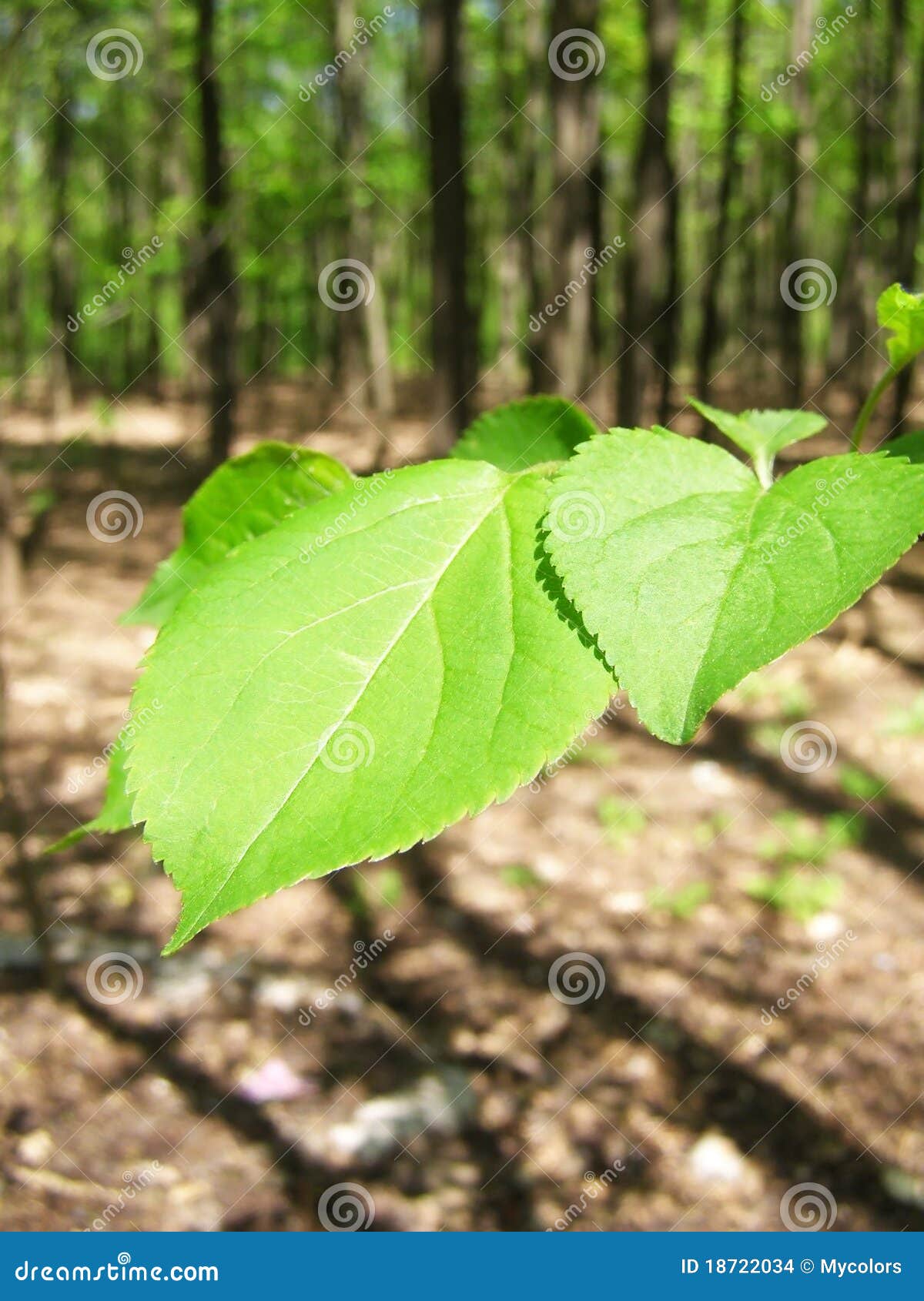 Green Leaves in Spring Forest Stock Photo - Image of plant, wood: 18722034