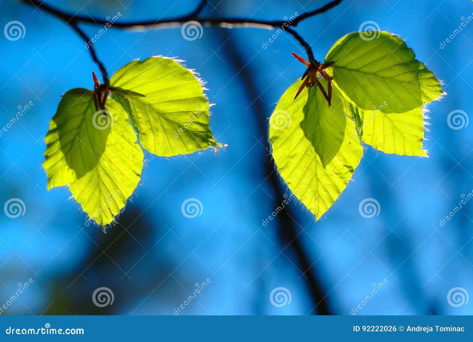 Green Leaves in Spring stock photo. Image of leaves, beech - 92222026