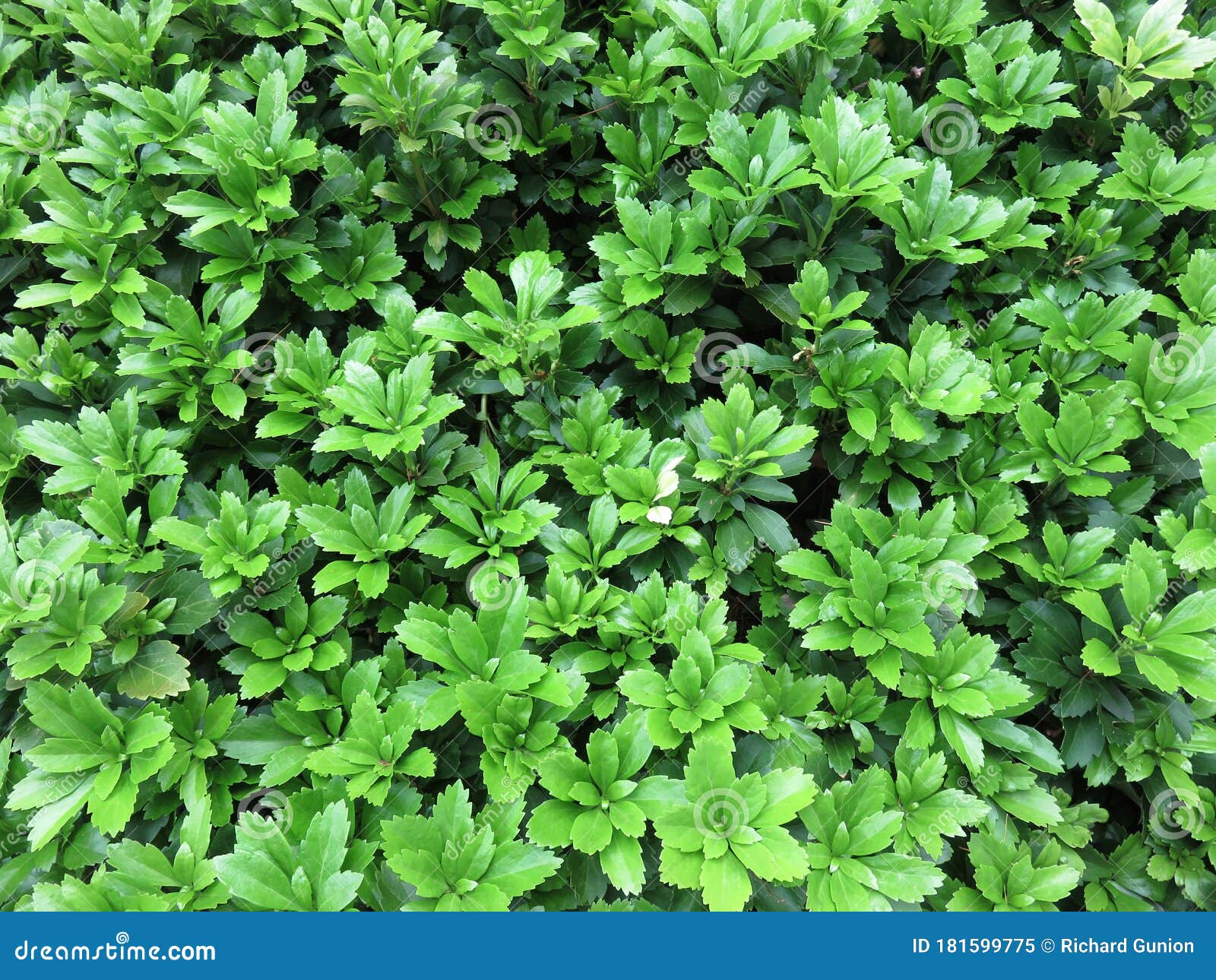 Green Leaves in Spring in the Garden Stock Image - Image of vibrant ...