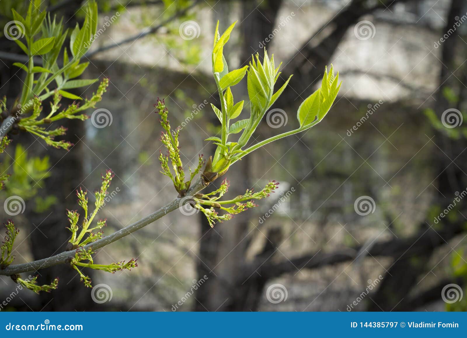 Green leaves in spring. stock image. Image of tree, leaves - 144385797