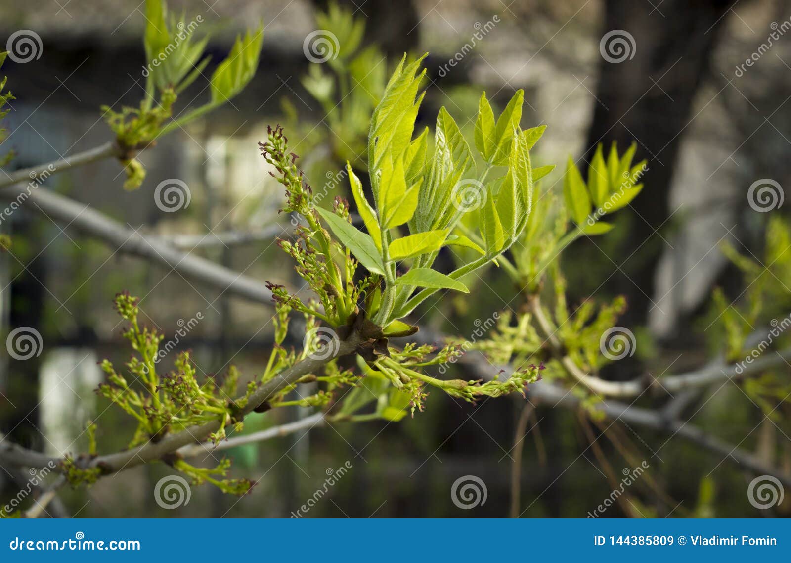 Green leaves in spring. stock image. Image of blurred - 144385809