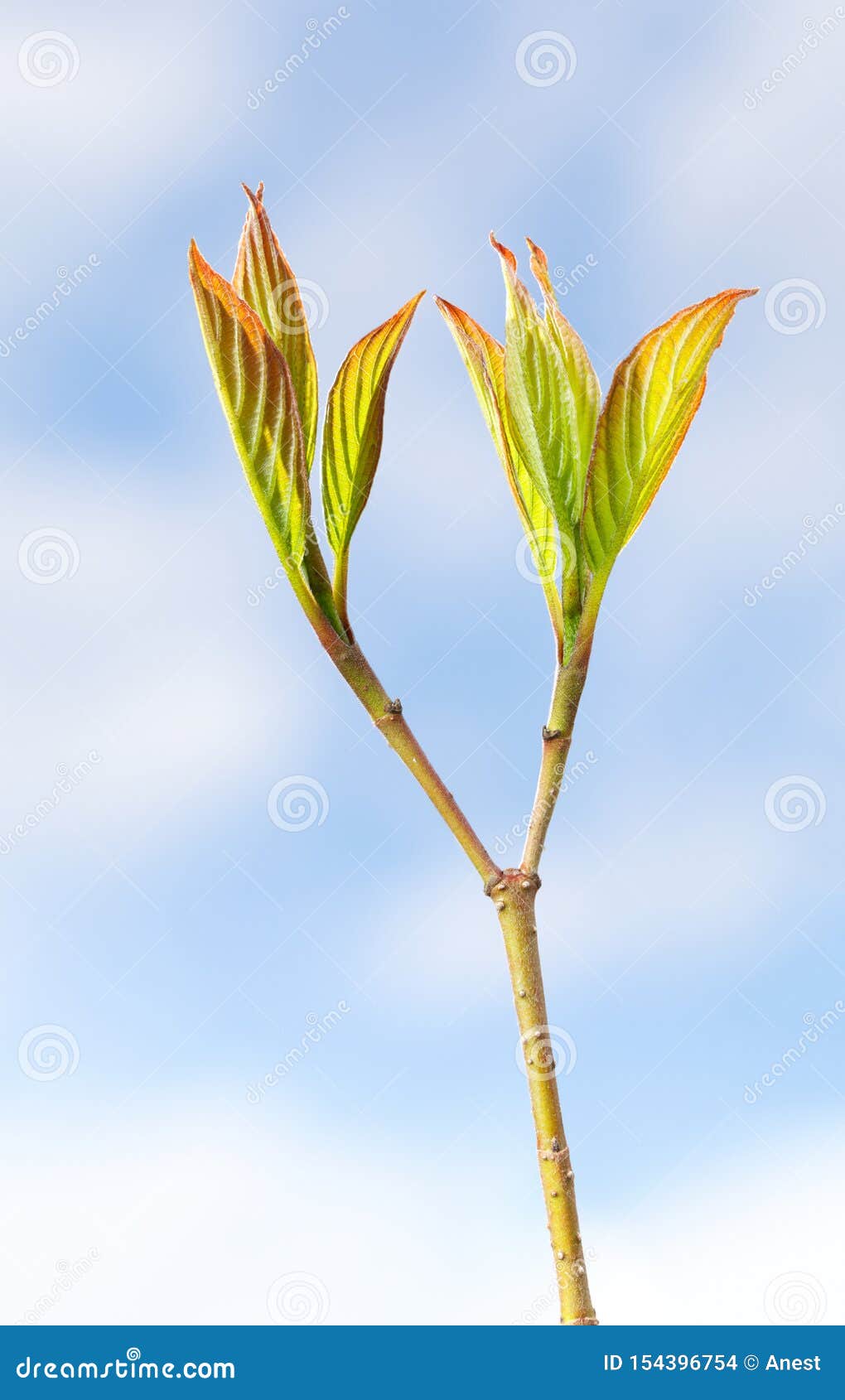 Green leaves at spring stock photo. Image of fresh, spray - 154396754