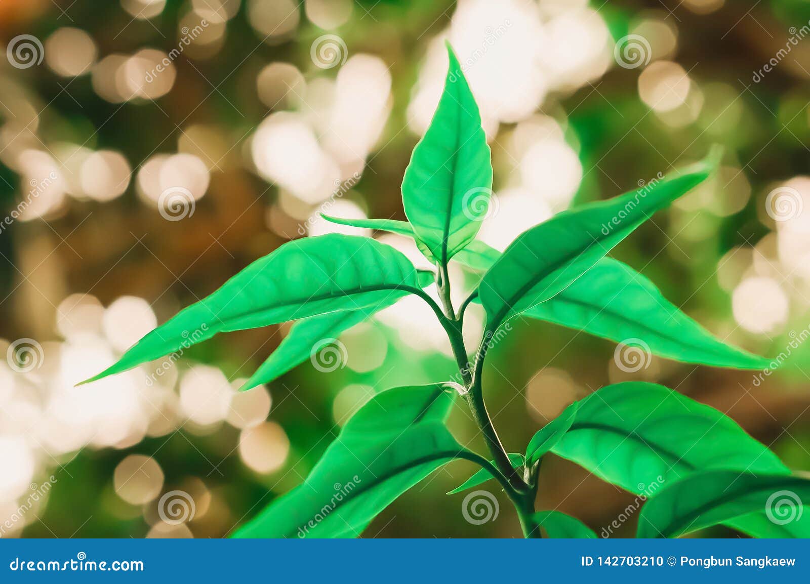 Green Leave with Bokeh Fresh Relax Spring Nature Background Stock Photo ...