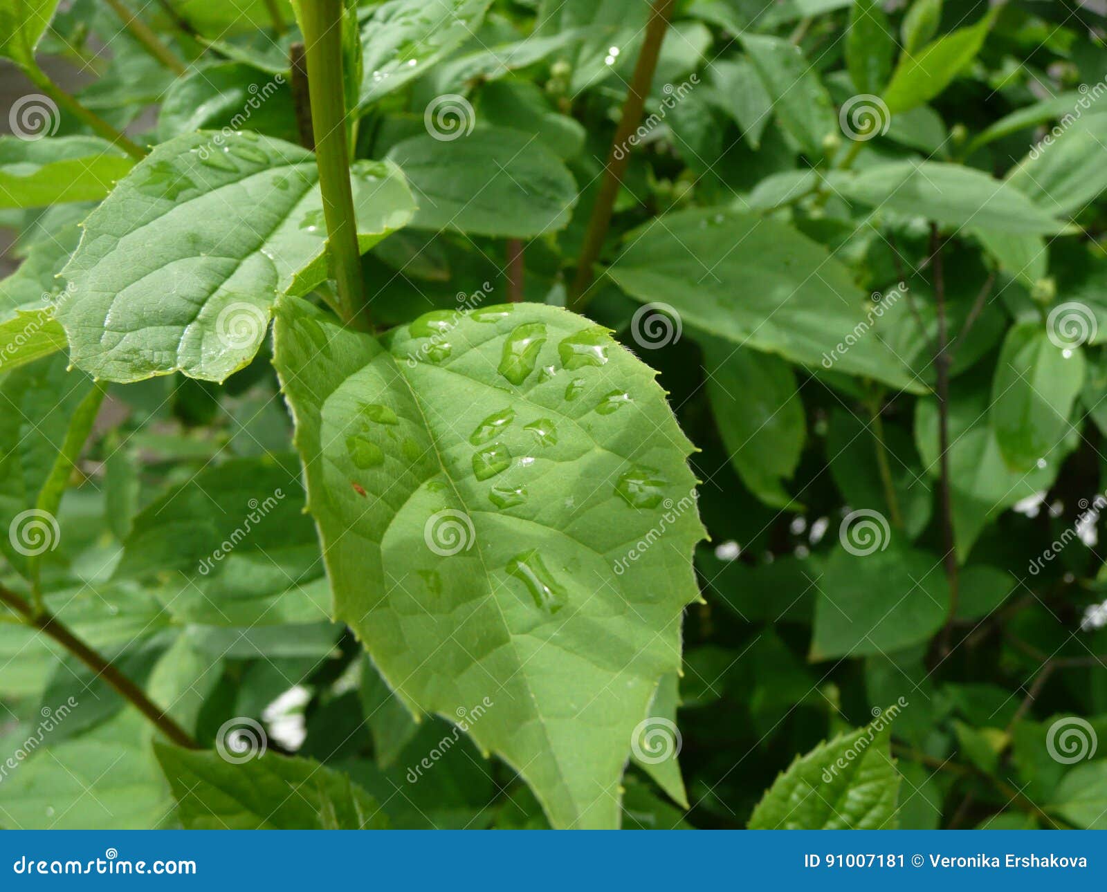 Green Leaves after a Spring Rain Stock Image - Image of greenish, life ...