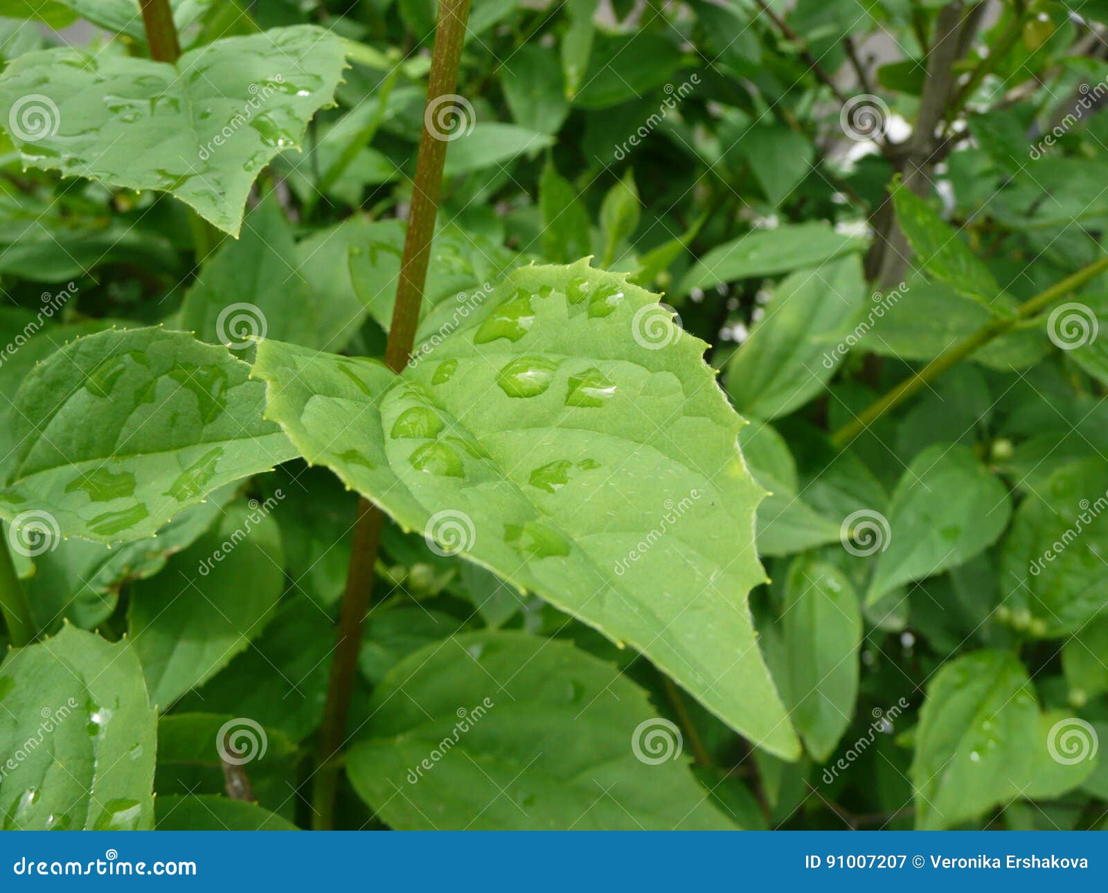 Green Leaves after a Spring Rain Stock Image - Image of plant, concept ...