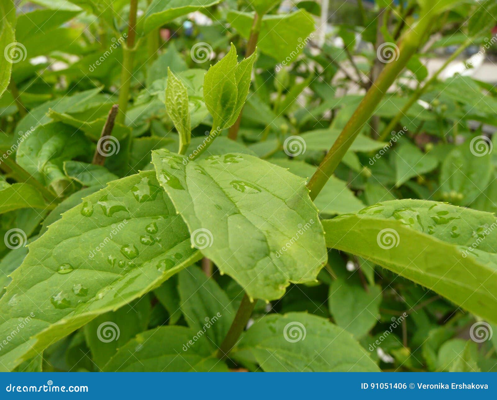 Green Leaves after a Spring Rain Stock Photo - Image of fresh, drop ...