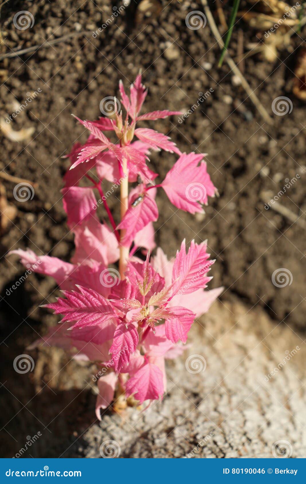 Green leaves of the spring stock photo. Image of colorful - 80190046