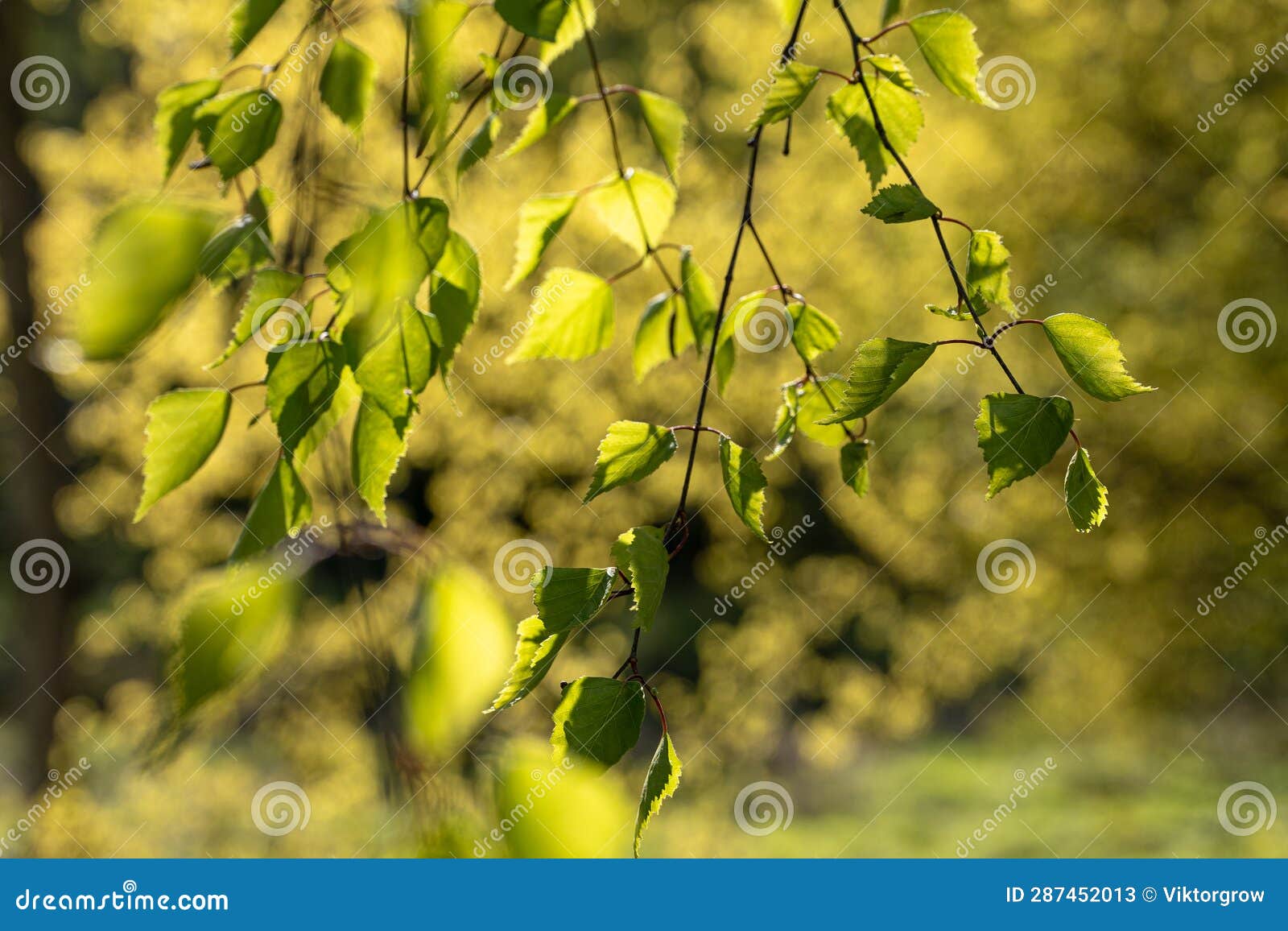 Green Leaves in Spring on a Sunny Day Stock Image - Image of vegetation ...