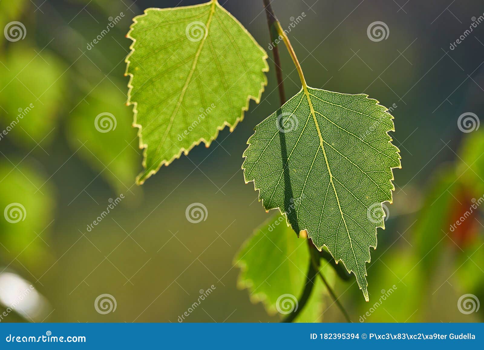 Green Leaves of Spring stock photo. Image of grow, leaf - 182395394