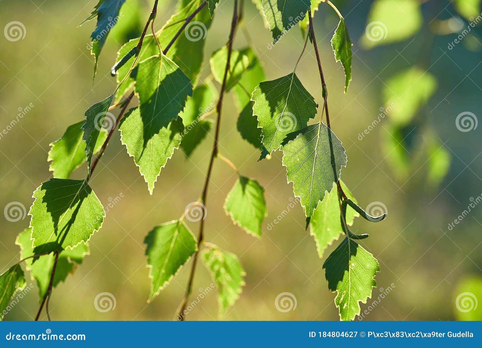 Green Leaves of Spring stock image. Image of forest - 184804627