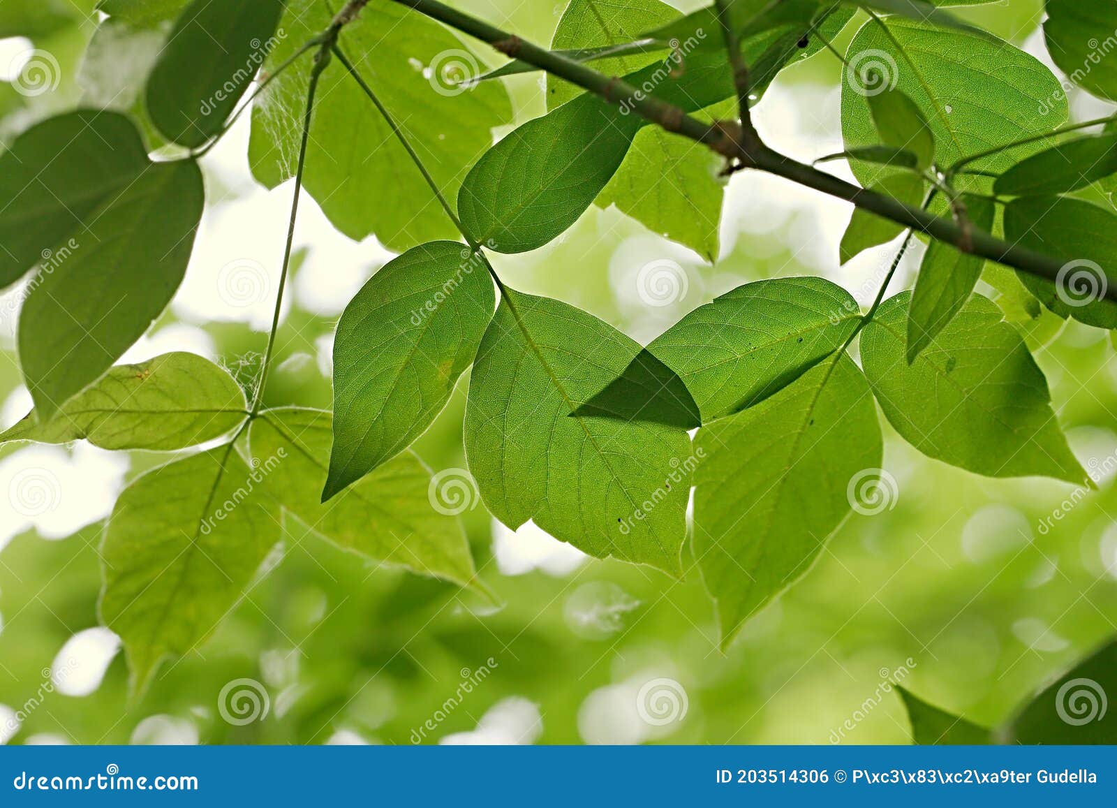 Green Leaves of Spring stock photo. Image of leaf, bright - 203514306