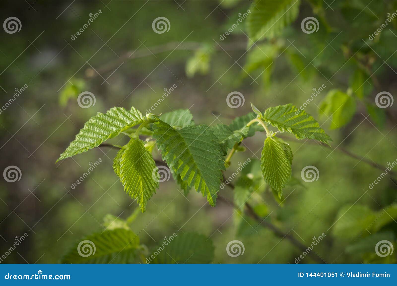 Green leaves in spring. stock image. Image of light - 144401051