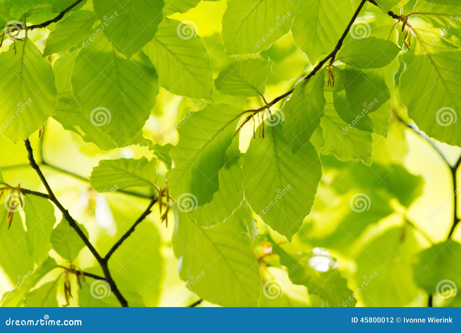 Green leaves in spring stock photo. Image of tree, leaves - 45800012