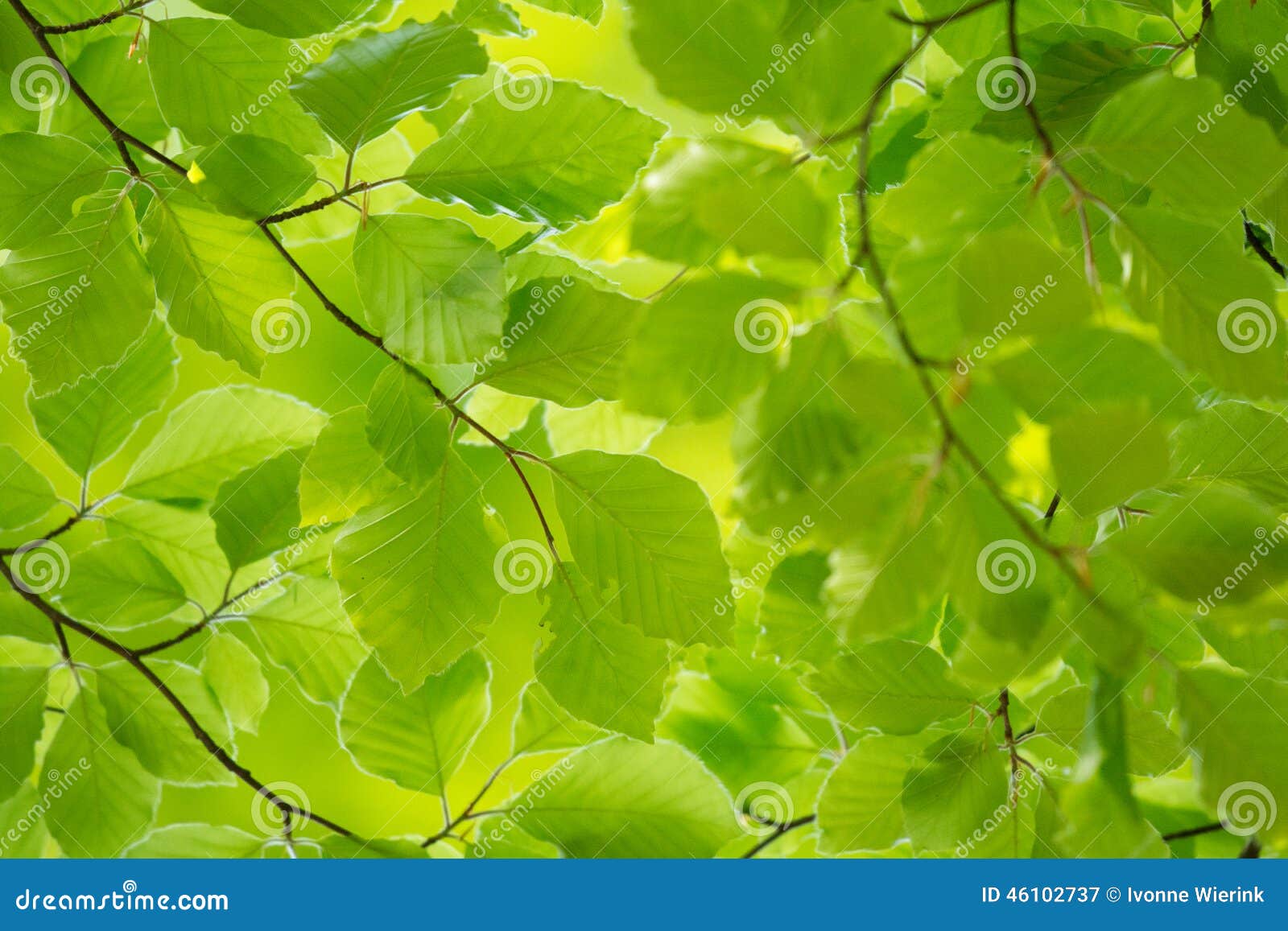 Green leaves in spring stock image. Image of spring, fresh - 46102737