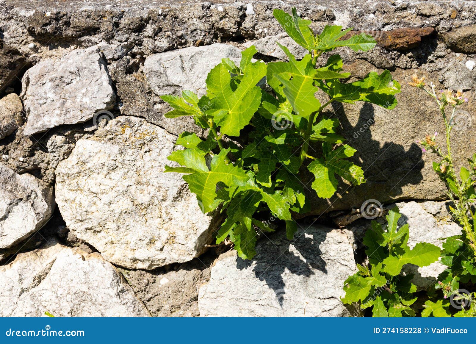 Green Leaves and Sprouts of a Fig Tree in Spring, Sprouted among the ...