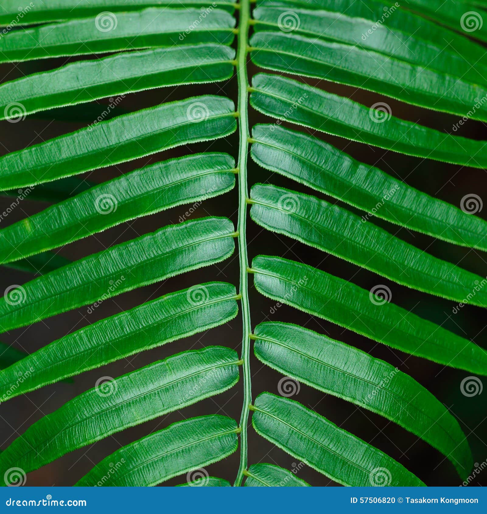 Green Leaves with Stem for Pattern Stock Photo - Image of leaves ...