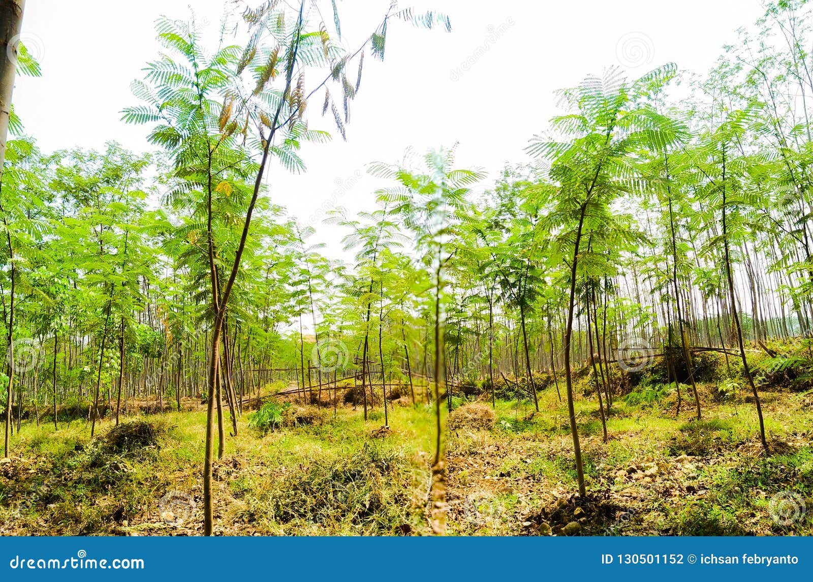 The Trees in the Agriculture Field Stock Photo - Image of trees, leaves ...