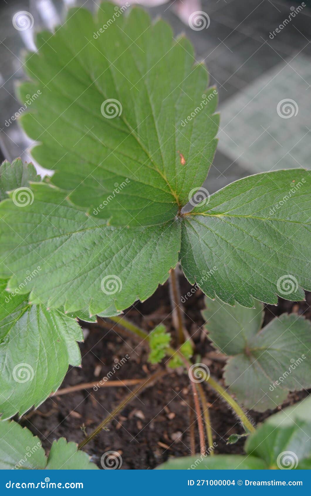 Green Leaves of Strawberry Fruit Stock Photo - Image of food, evergreen ...
