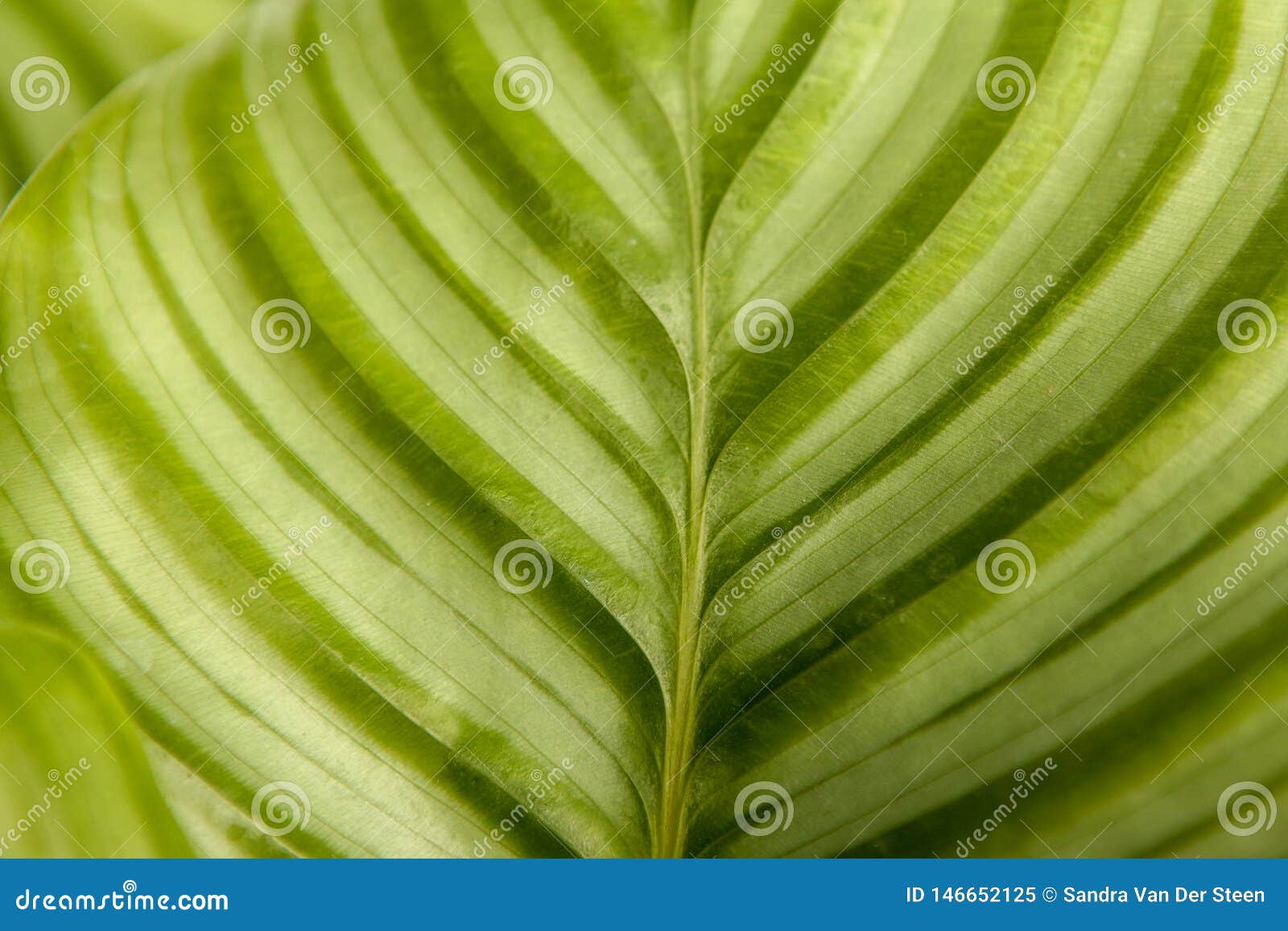 Green Leaves with Stripes in Closeup Stock Image - Image of pattern ...