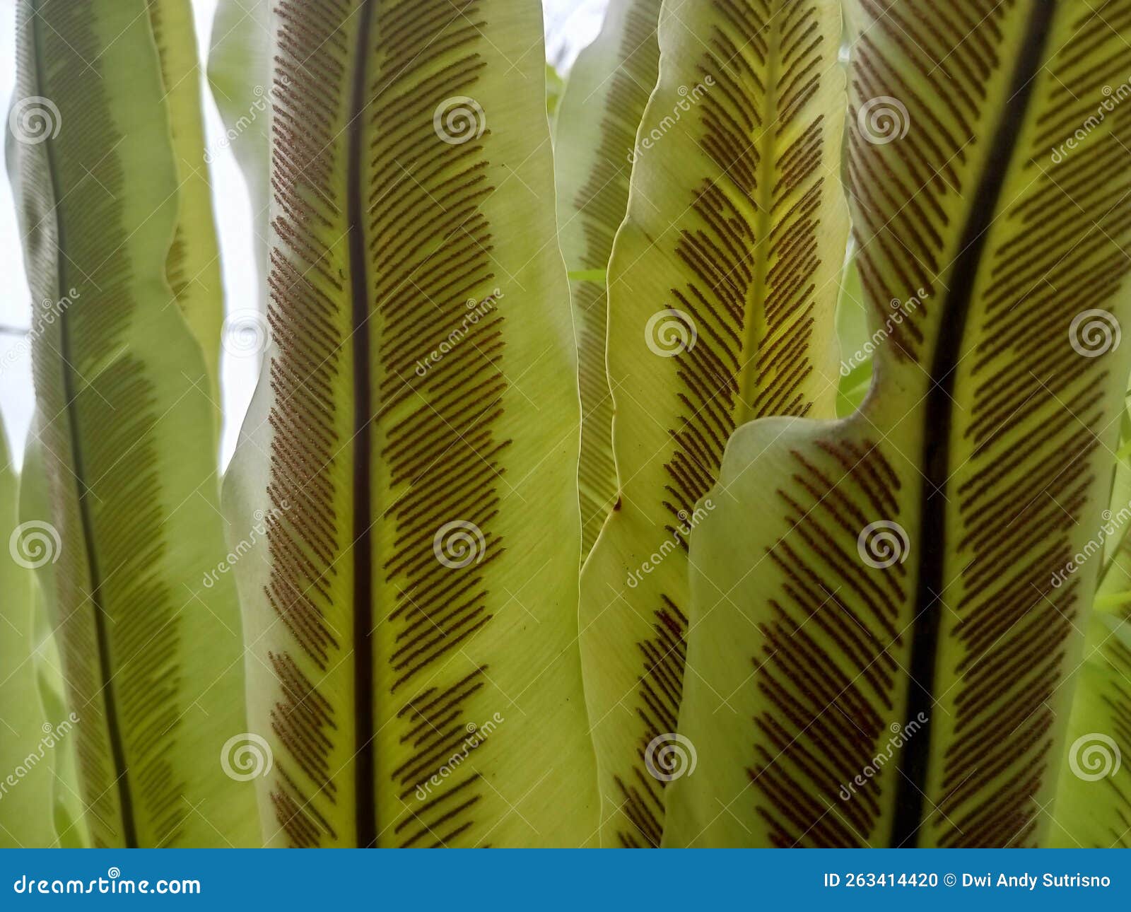Green Leaves with Stripes in the Middle. Stock Photo - Image of ...